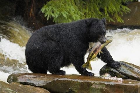 Black Bear Eating Fish - JattDiSite.com